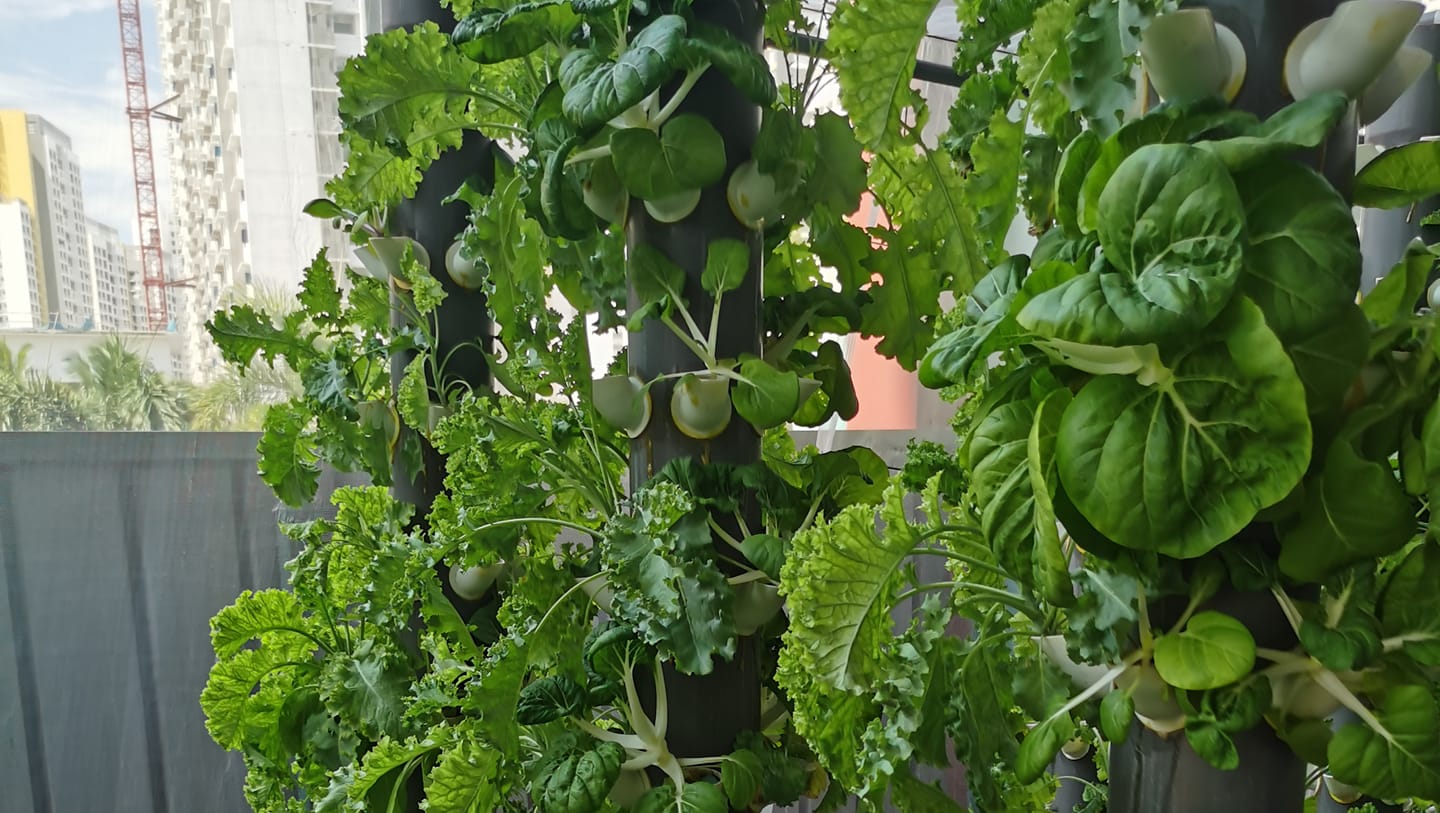 SMART IOT METROFARM AQUAPONICS DIGITAL FARMING @ MARINA COUNTRY CLUB ...