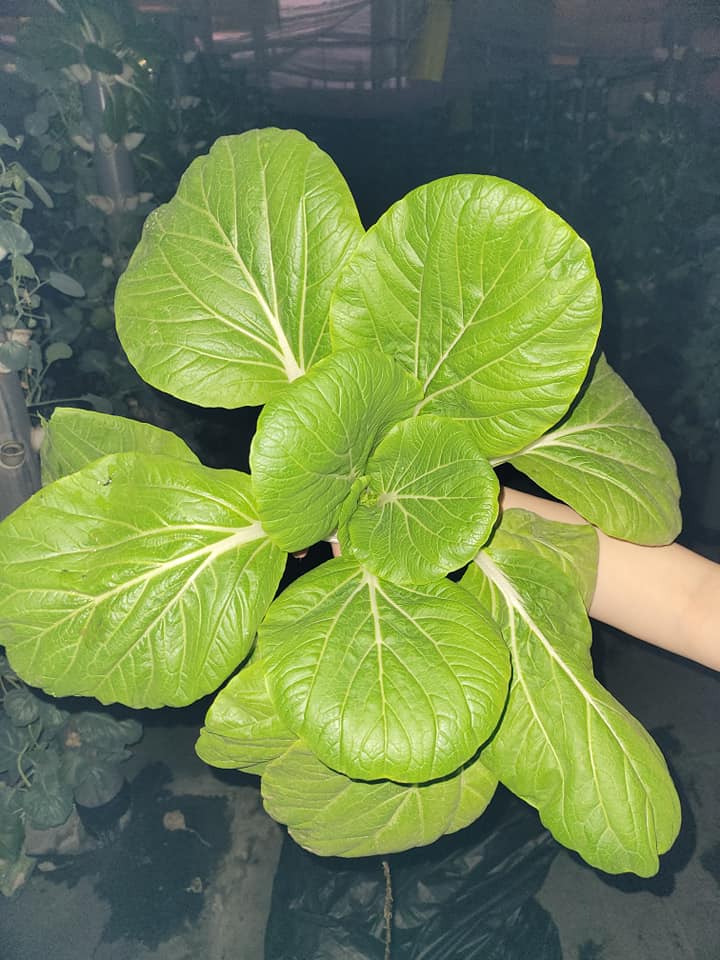 Germination Guide – Metro Farm Pte. Ltd.