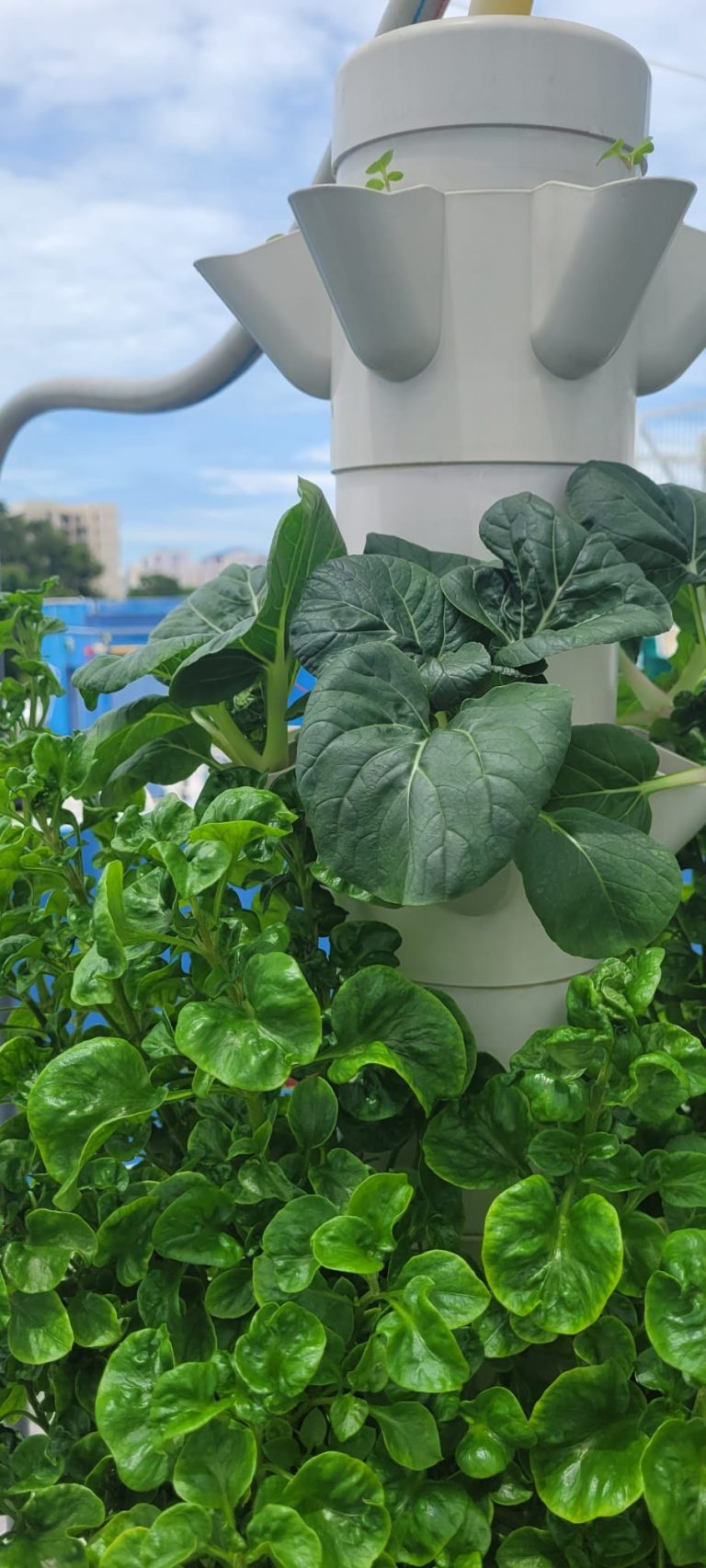 AQUAPONICS DIGITAL FARM @ NTUC DOWNTOWN EAST – Metro Farm Pte. Ltd.