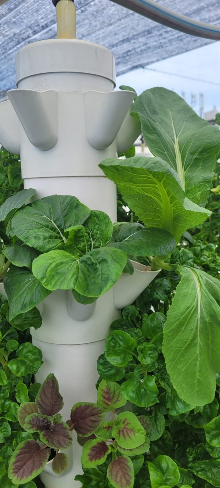 AQUAPONICS DIGITAL FARM @ NTUC DOWNTOWN EAST – Metro Farm Pte Ltd